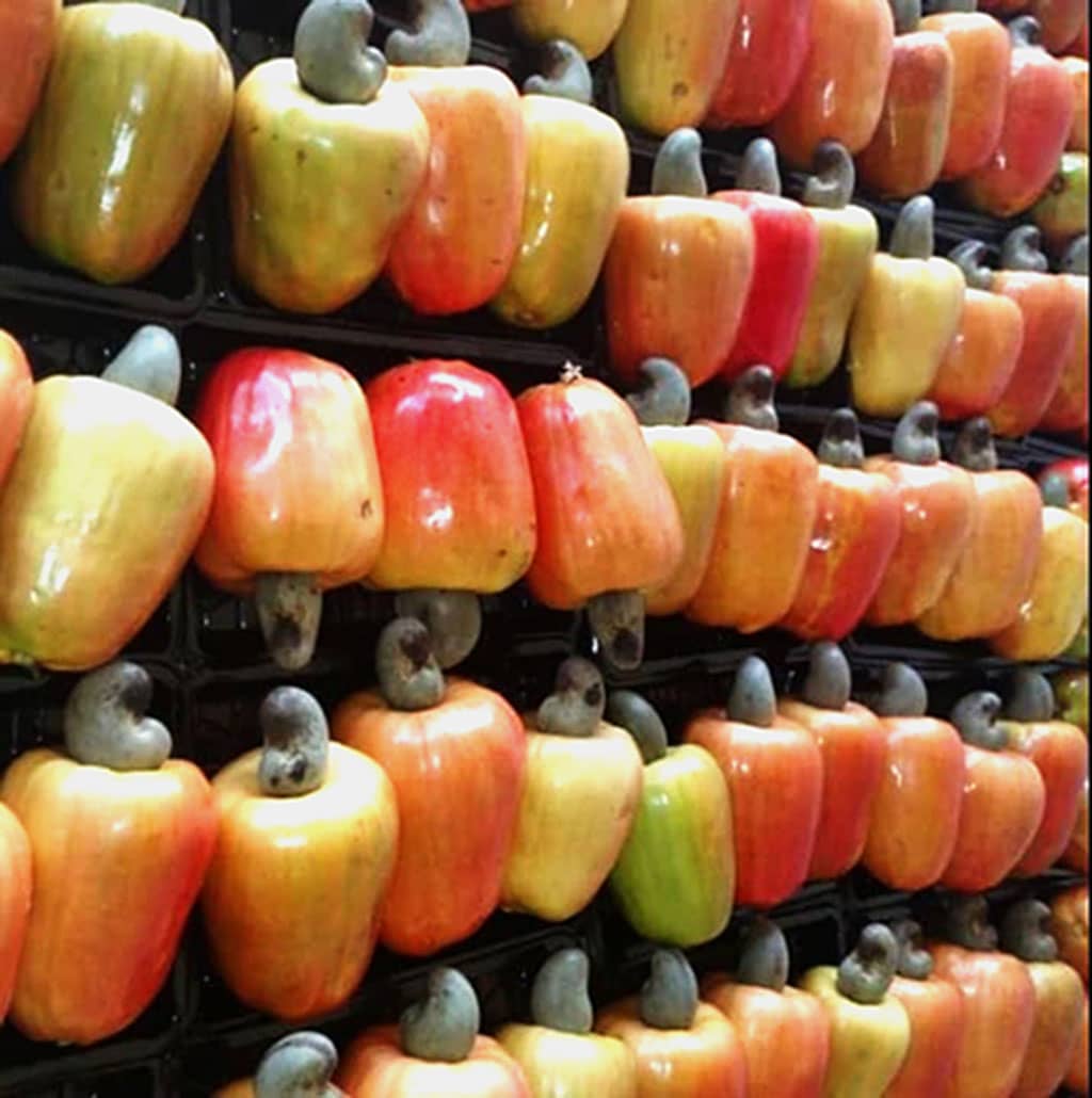 Zoom sur la filière anacarde au Togo - Ministère de l’Agriculture de la ...