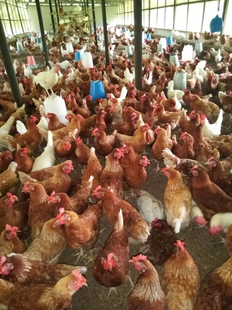 Les importateurs des produits carnés et les transformateurs des ...