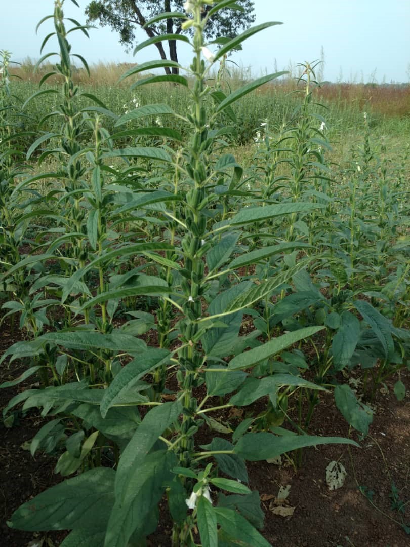 De nouvelles variétés performantes de sésame au Togo - Ministère de l ...