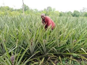 L’INSERTION DE CULTURES DANS LES CHAMPS D’ANANAS - Ministère de l ...